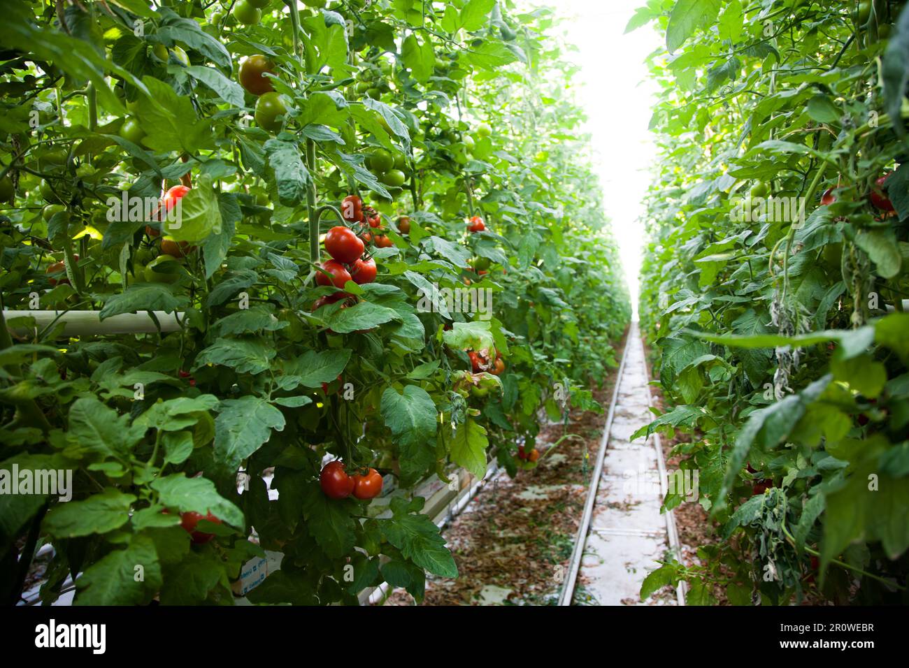 Spring wire greenhouse hi-res stock photography and images - Alamy