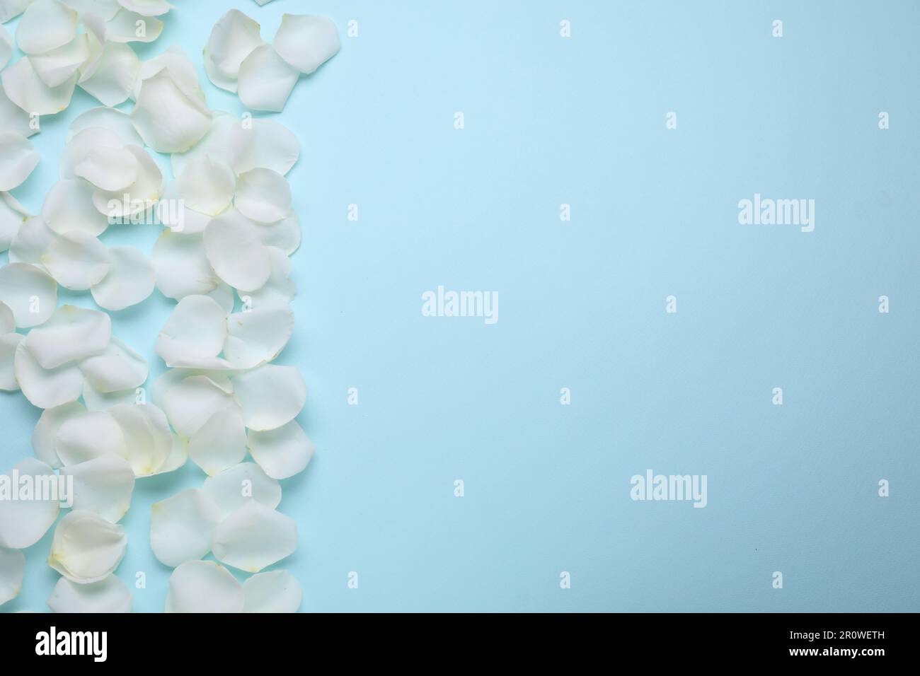 Beautiful white rose flower petals on light blue background, flat lay ...