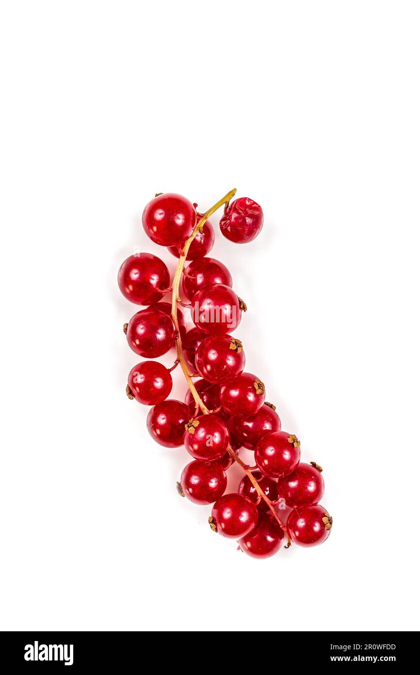 Berry panicle hi-res stock photography and images - Alamy