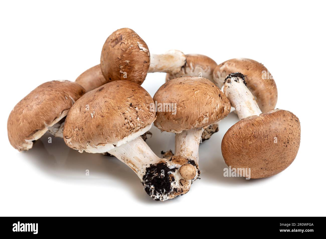 Button mushrooms on a white background Stock Photo - Alamy