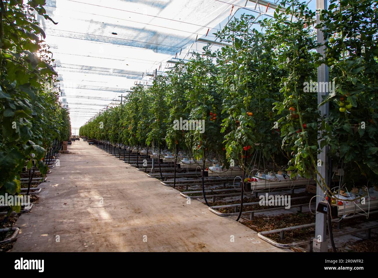 Interior of tomato greenhouse. High-wire growing technology Stock Photo ...