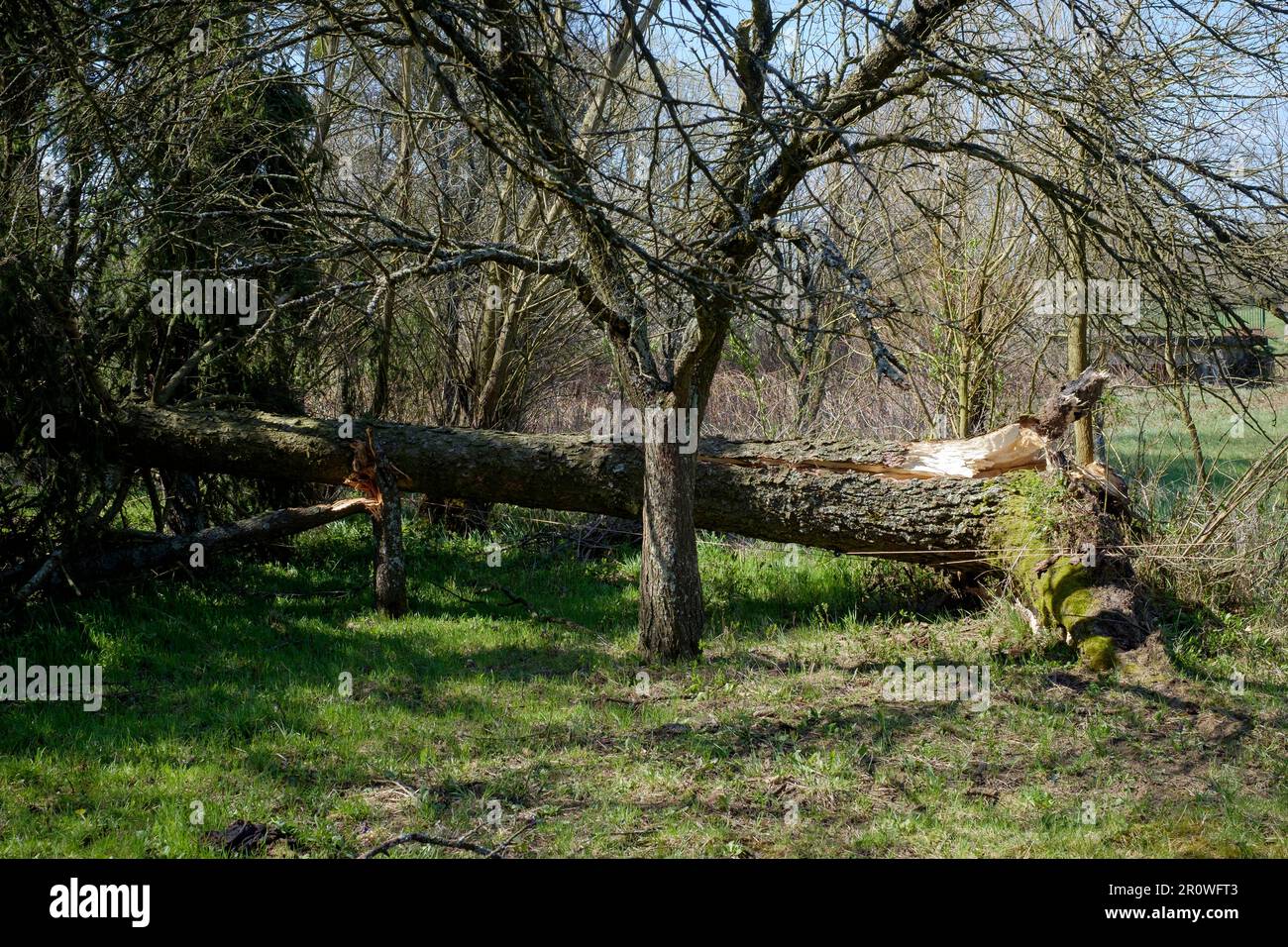 norway spruce picea abies toppled by strong gale force wind in rural ...