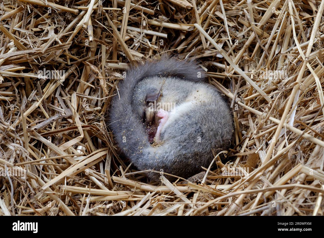 european edible dormouse glis glis asleep hibernating on nest of straw ...
