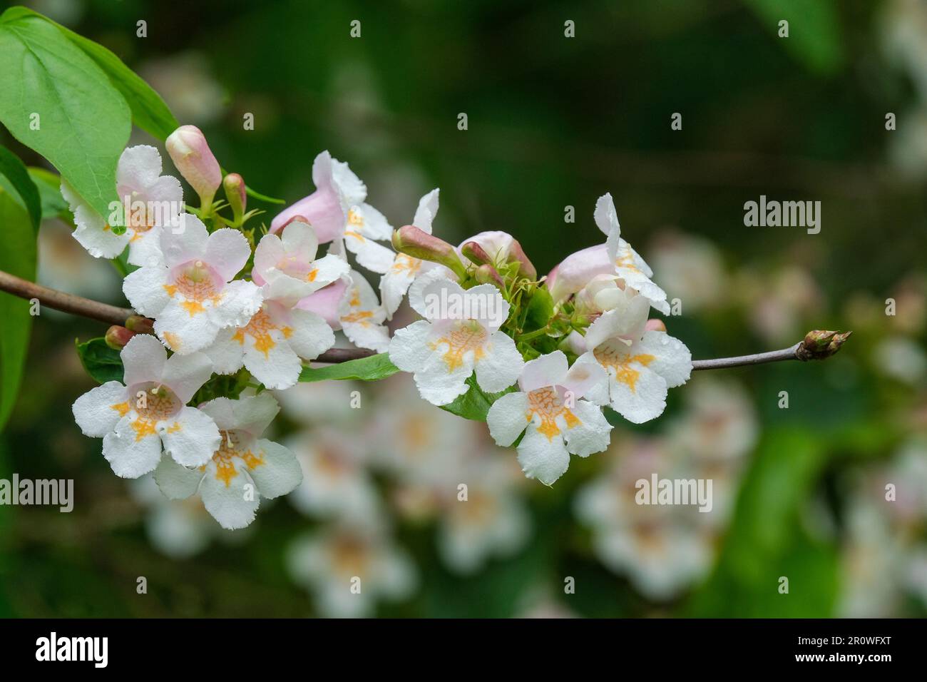 Trumpet shaped flowers hi-res stock photography and images - Alamy