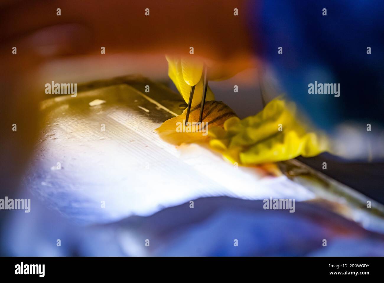 Fresh pike-perch cutting and removing rib bones on light table. Close ...