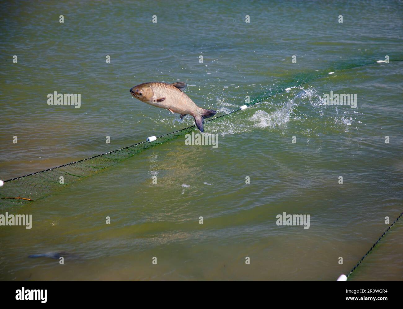 Fish jumping over the net Stock Photo - Alamy