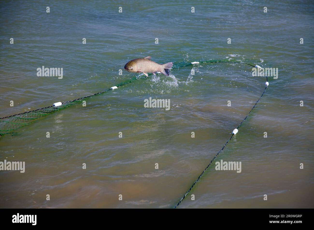 Fish jumping over the net Stock Photo - Alamy
