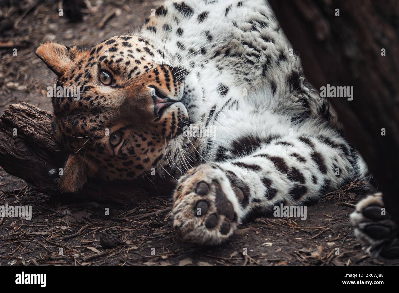 Persian leopard, Panthera pardus saxicolor Stock Photo - Alamy