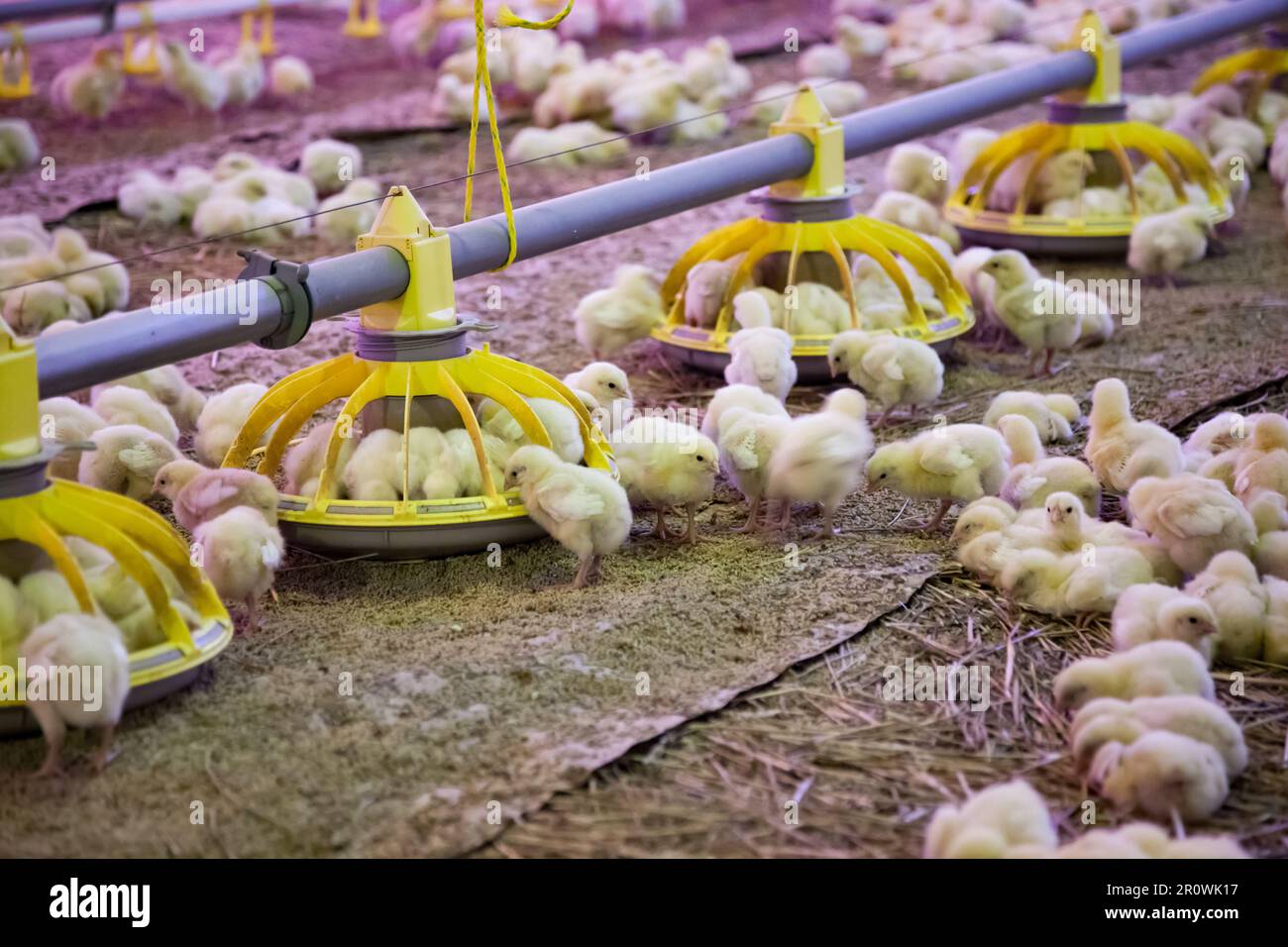 Baby chicken in coop hi-res stock photography and images - Alamy
