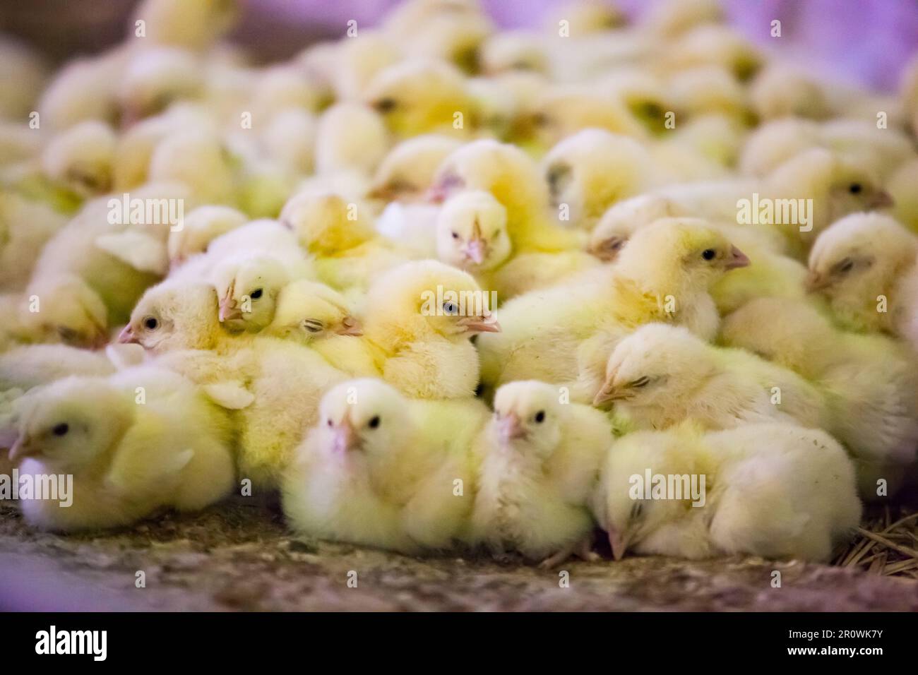 Close up newborn chickens in hi-res stock photography and images - Alamy