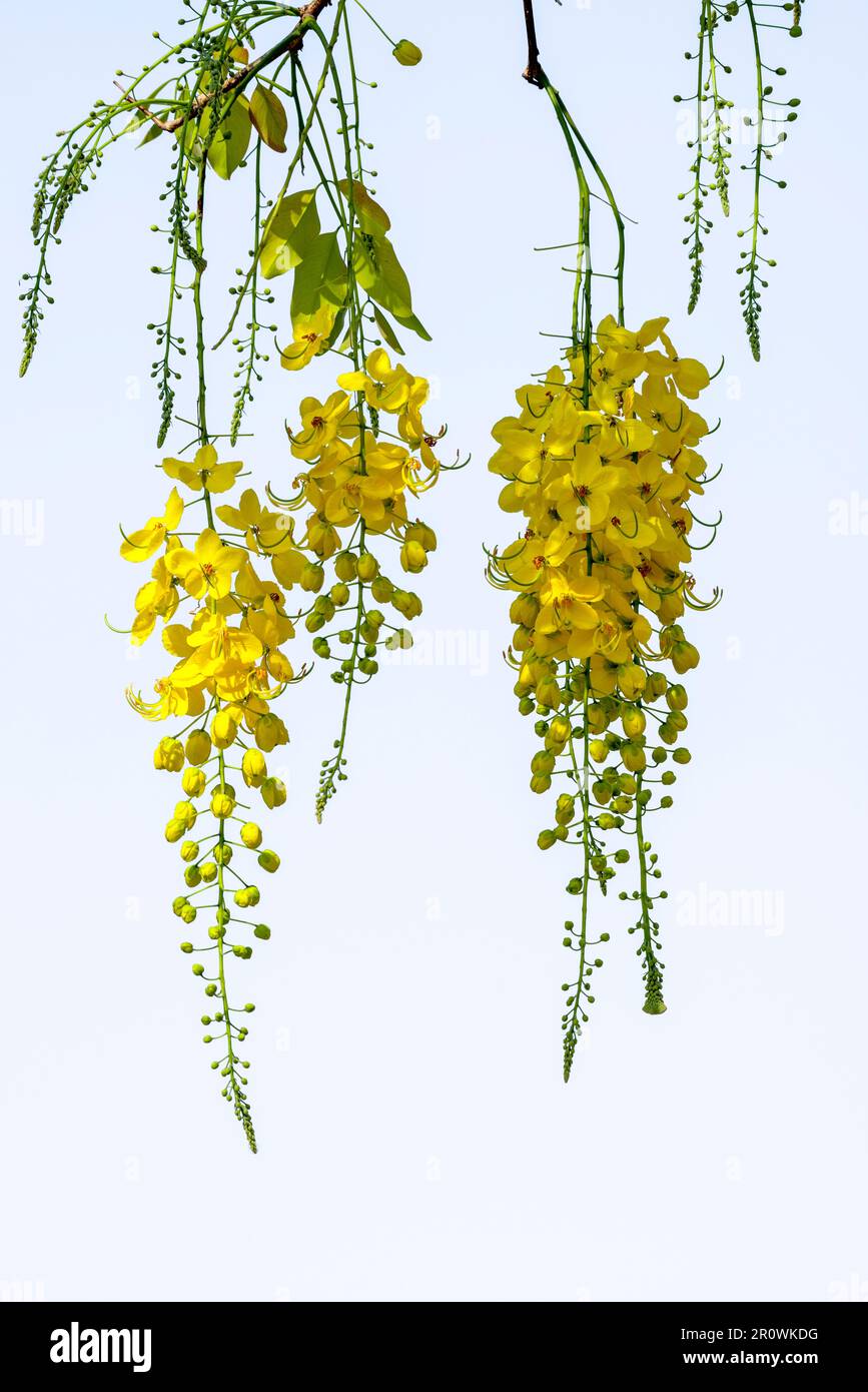 Kanikonna, Vishu Kani Konna, Golden Shower, Purging Cassia, Indian laburnum, beautiful ...