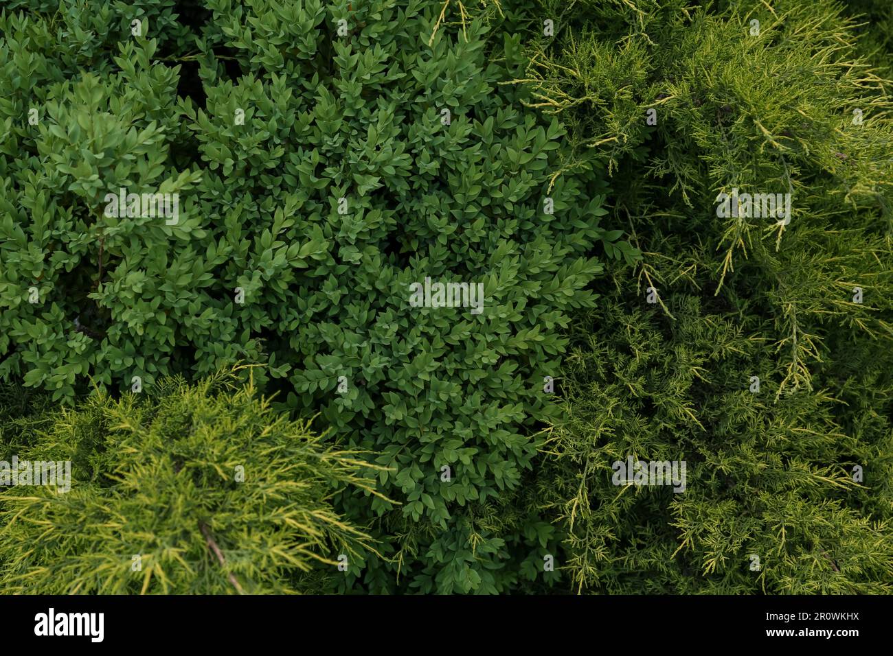Different green bushes growing outdoors, top view Stock Photo - Alamy