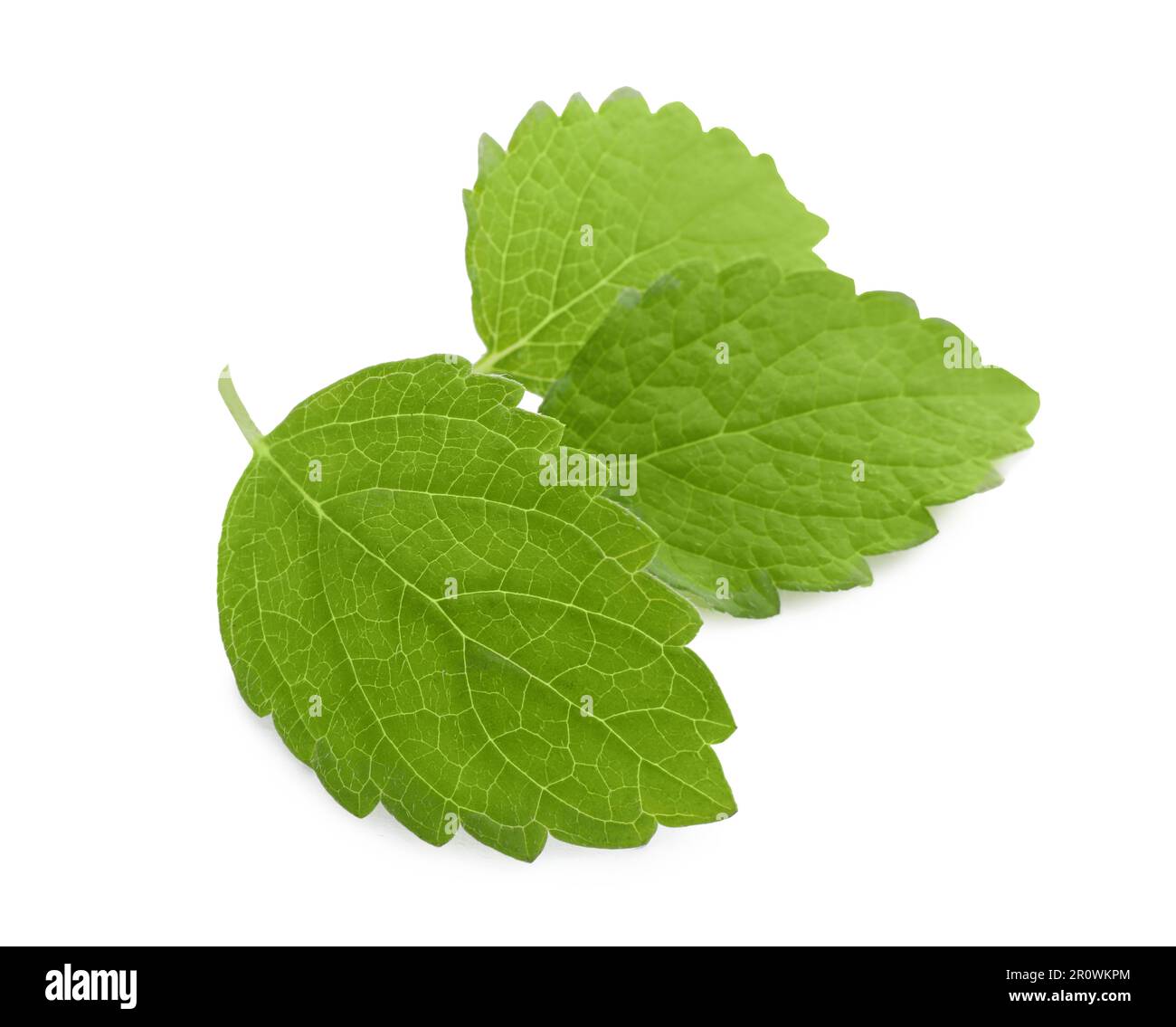 Fresh green lemon balm leaves isolated on white Stock Photo - Alamy