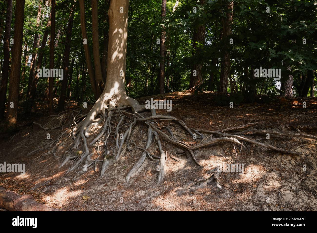 Tree roots visible through ground in forest Stock Photo - Alamy