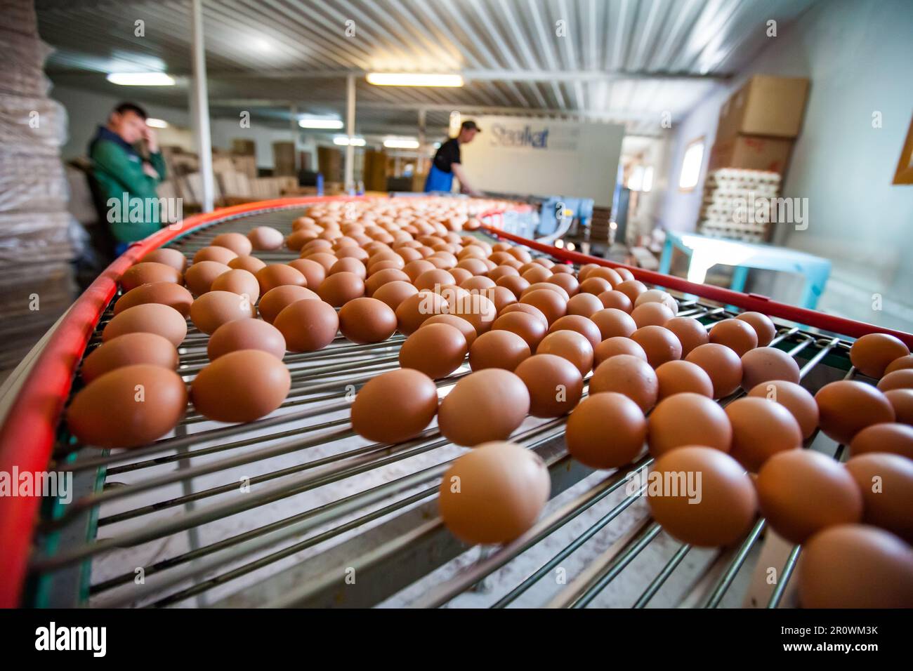 Factory worker sorting organic eggs hi-res stock photography and images ...