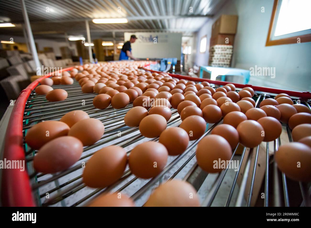 Factory worker sorting organic eggs hi-res stock photography and images ...