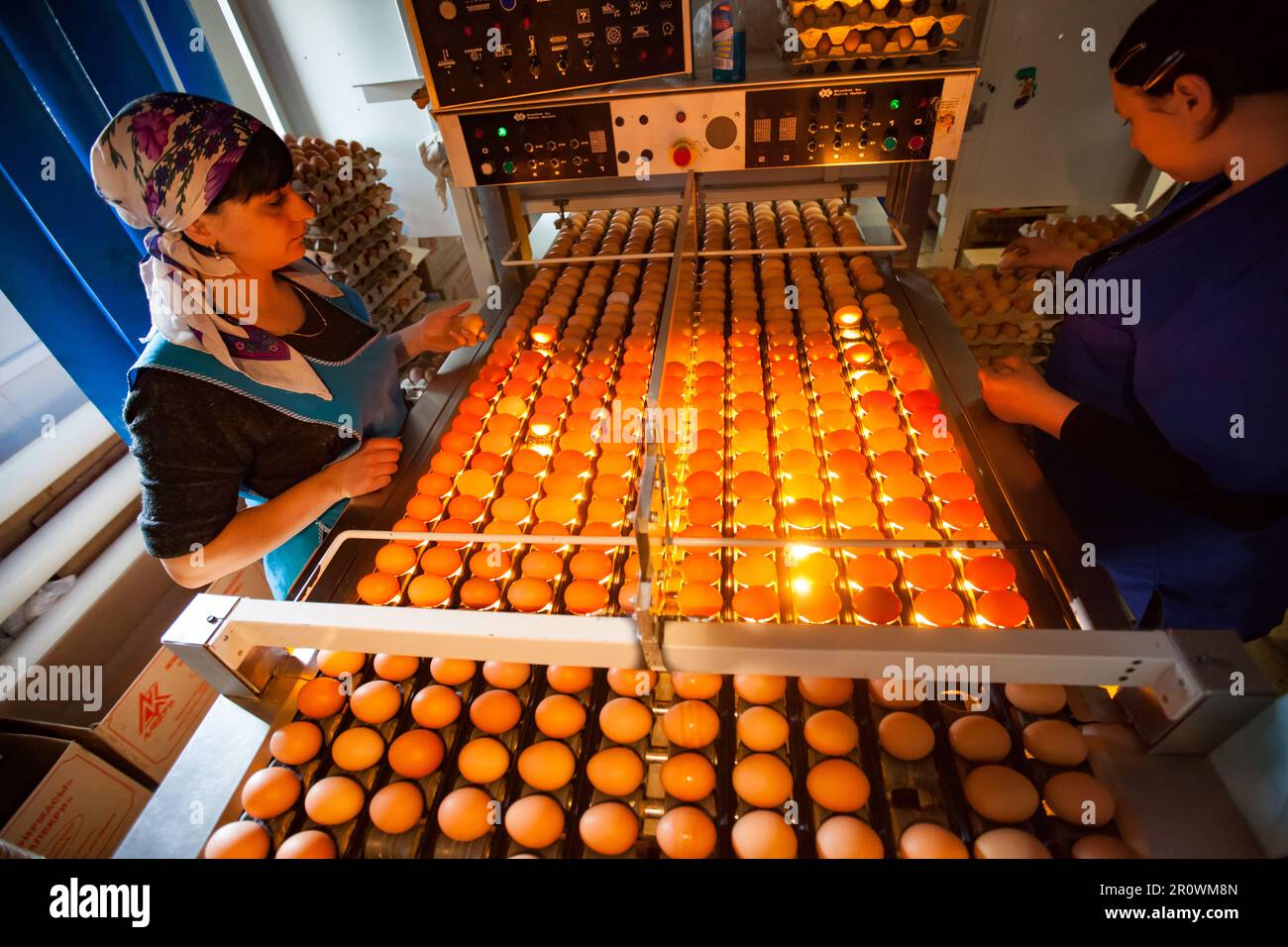 North Kazakhstan, May 12, 2012: Operators checks chicken egg on ...