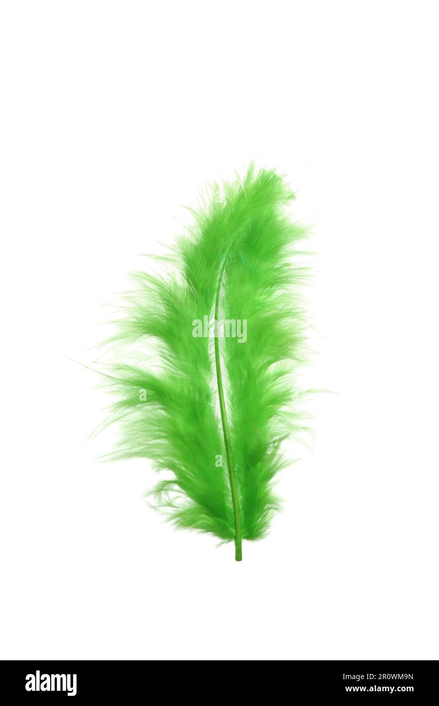 Fluffy beautiful green feather isolated on white Stock Photo - Alamy
