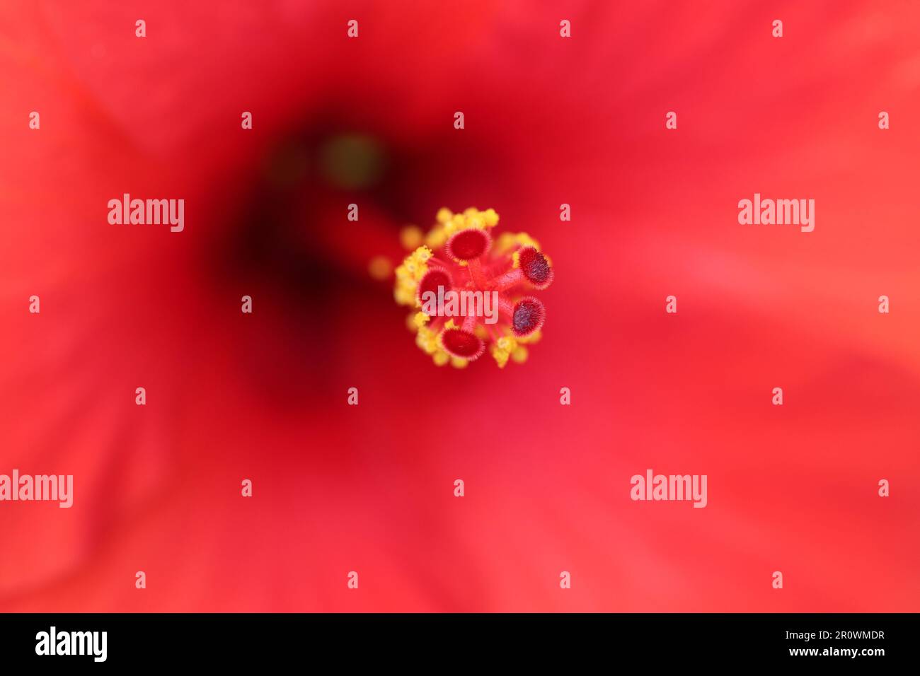 Inside a flower texture hi-res stock photography and images - Alamy