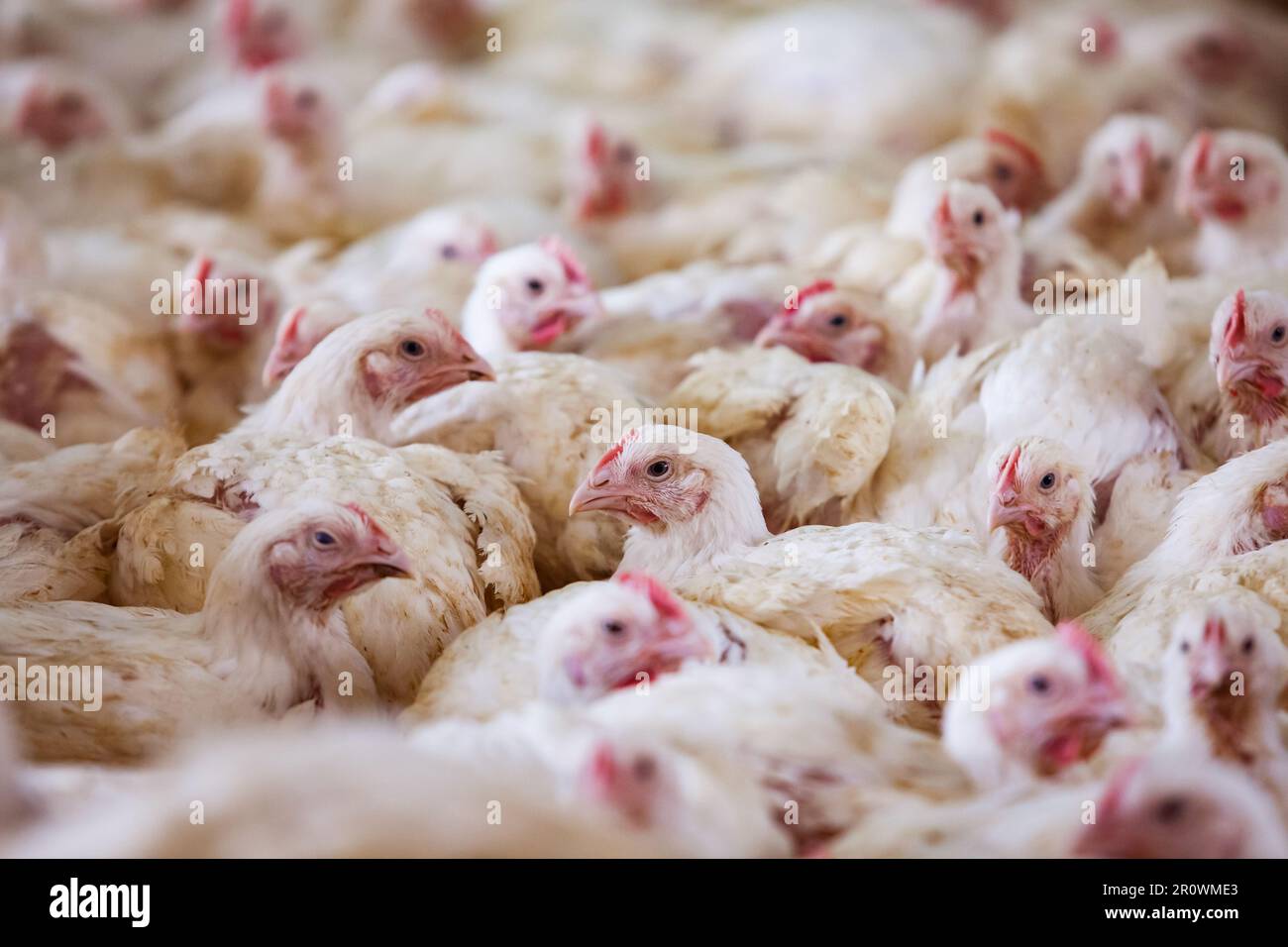 Group of white young hens in coop Stock Photo - Alamy