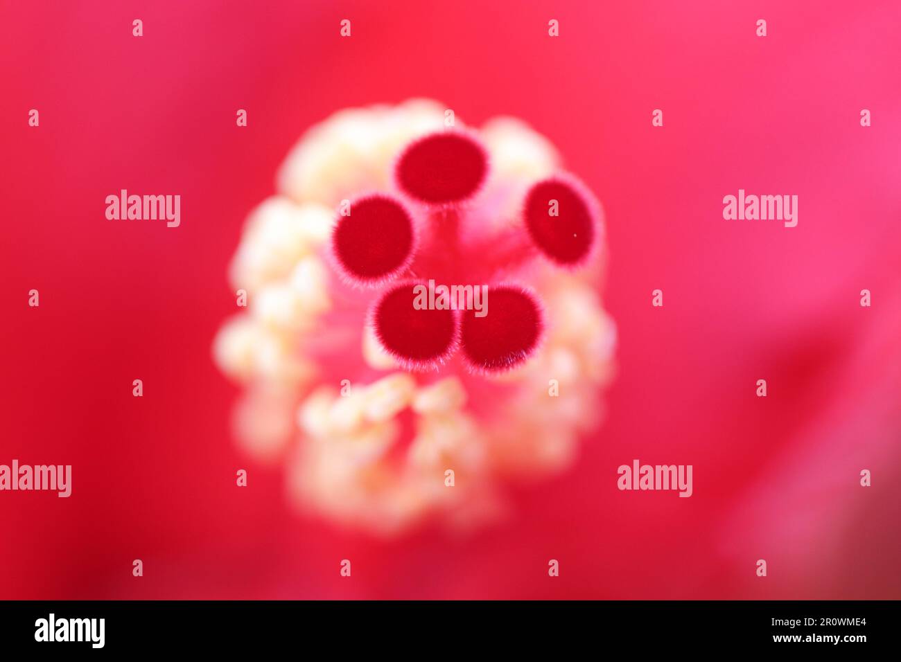 Inside a flower texture hi-res stock photography and images - Alamy