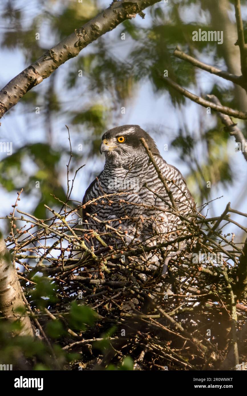 perfectly camouflaged... Northern Goshawk ( Accipiter gentilis ...