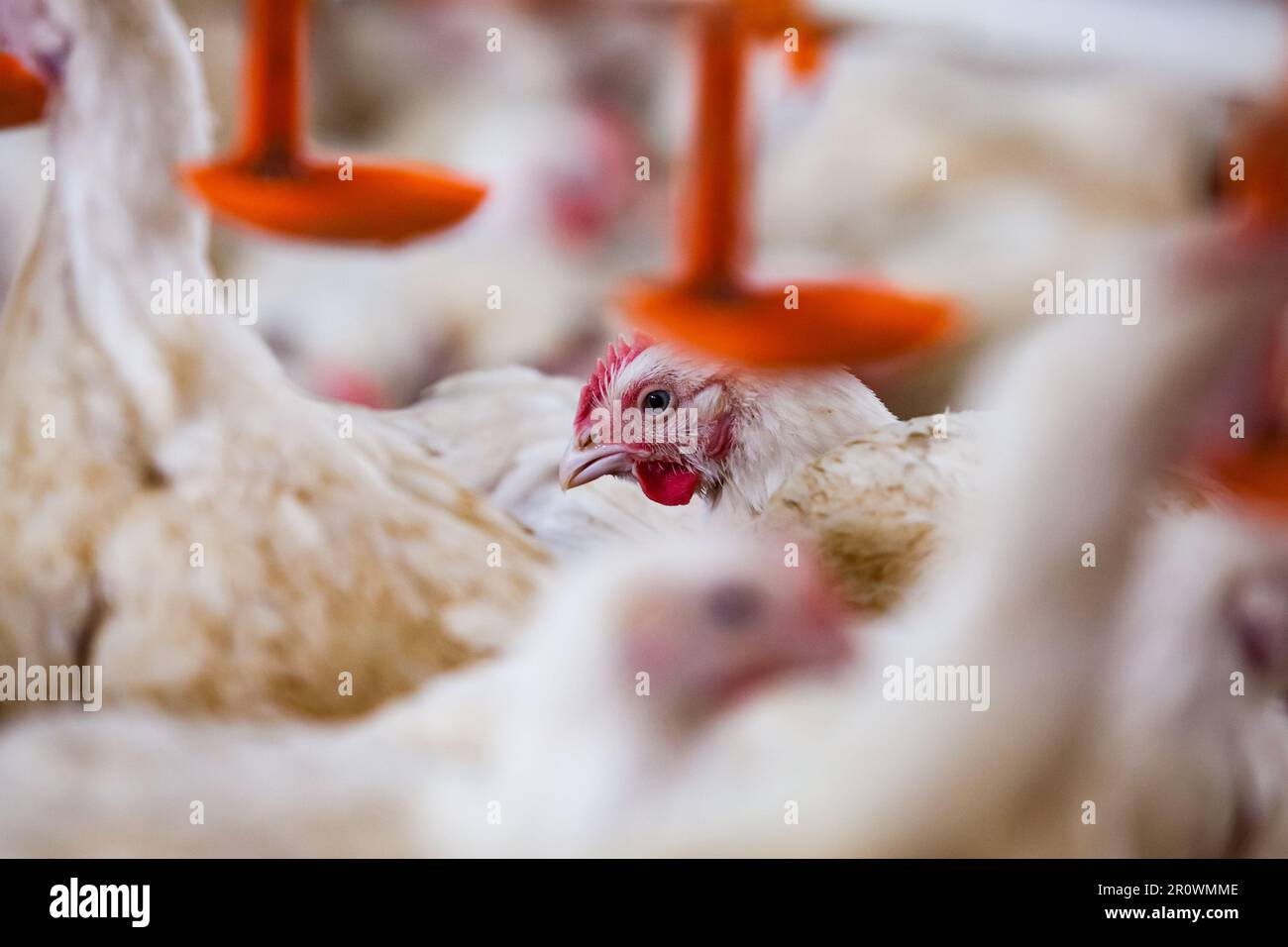 Rooster young hen in hi-res stock photography and images - Alamy