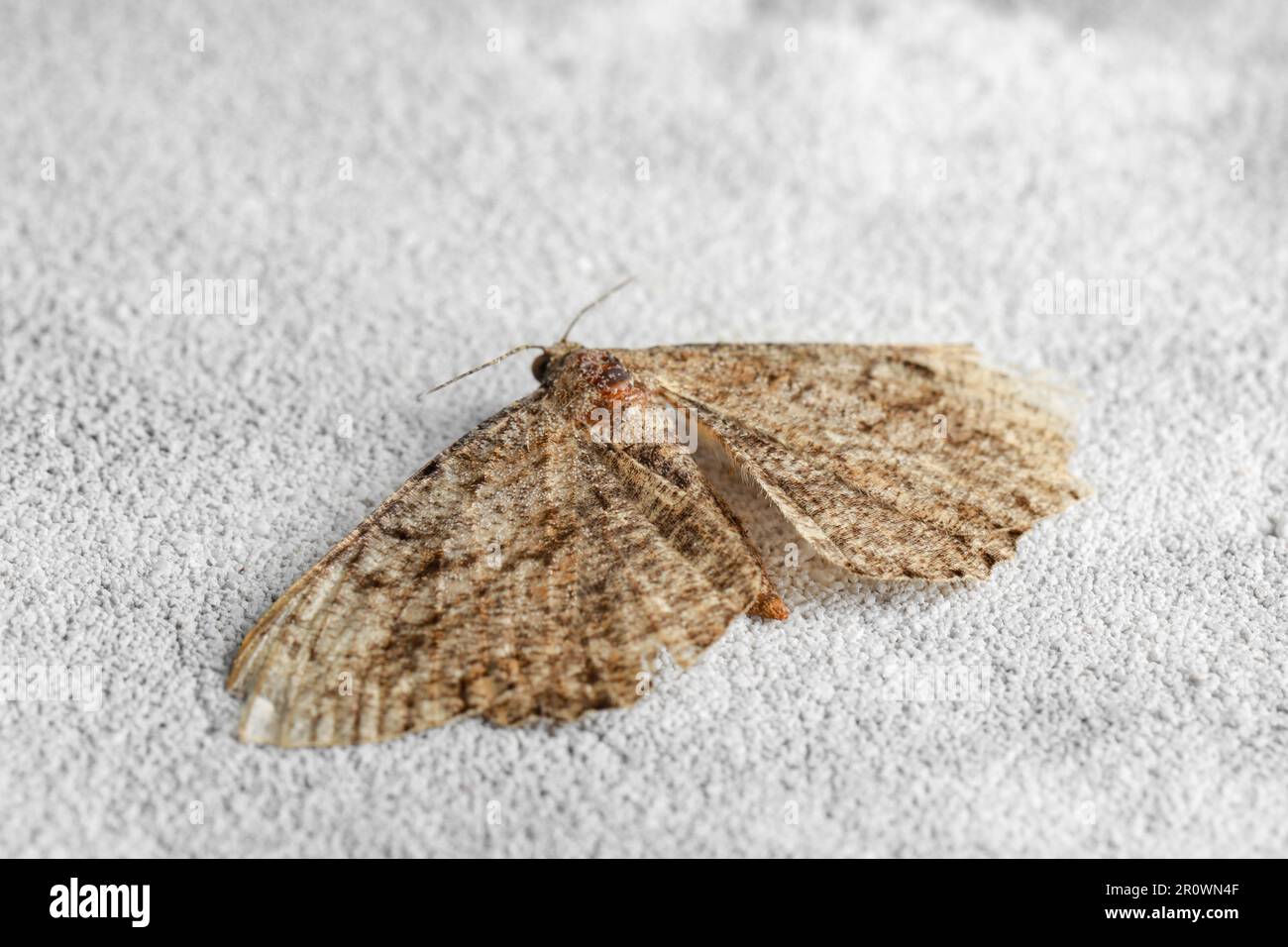 Mottled beauty alcis repandata hi-res stock photography and images - Alamy