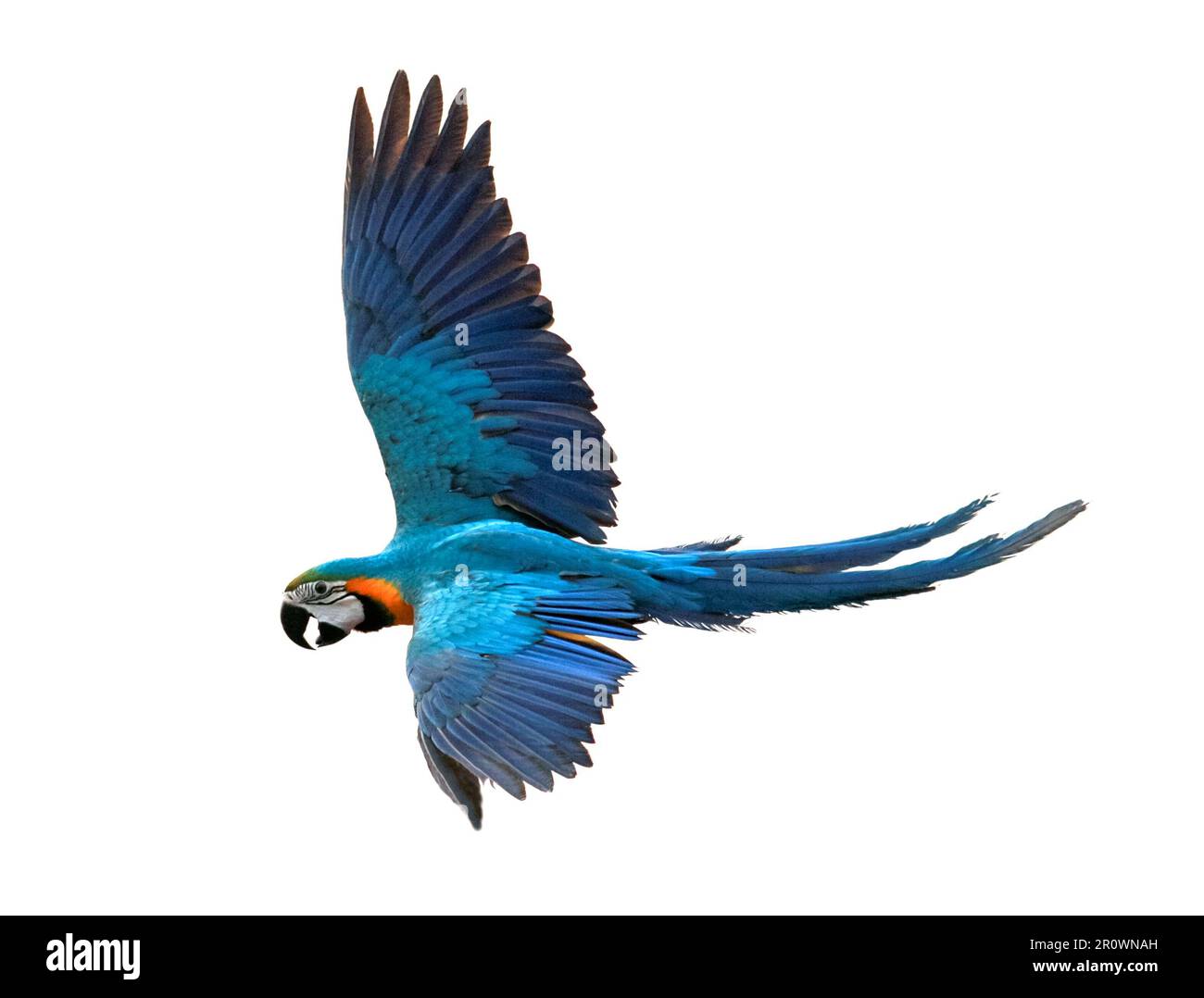 blue-gold macaw bird flying isolate white background,macaw is one of ...