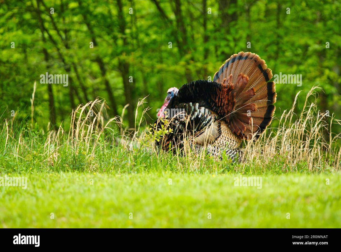 Wild turkey stands hi-res stock photography and images - Alamy