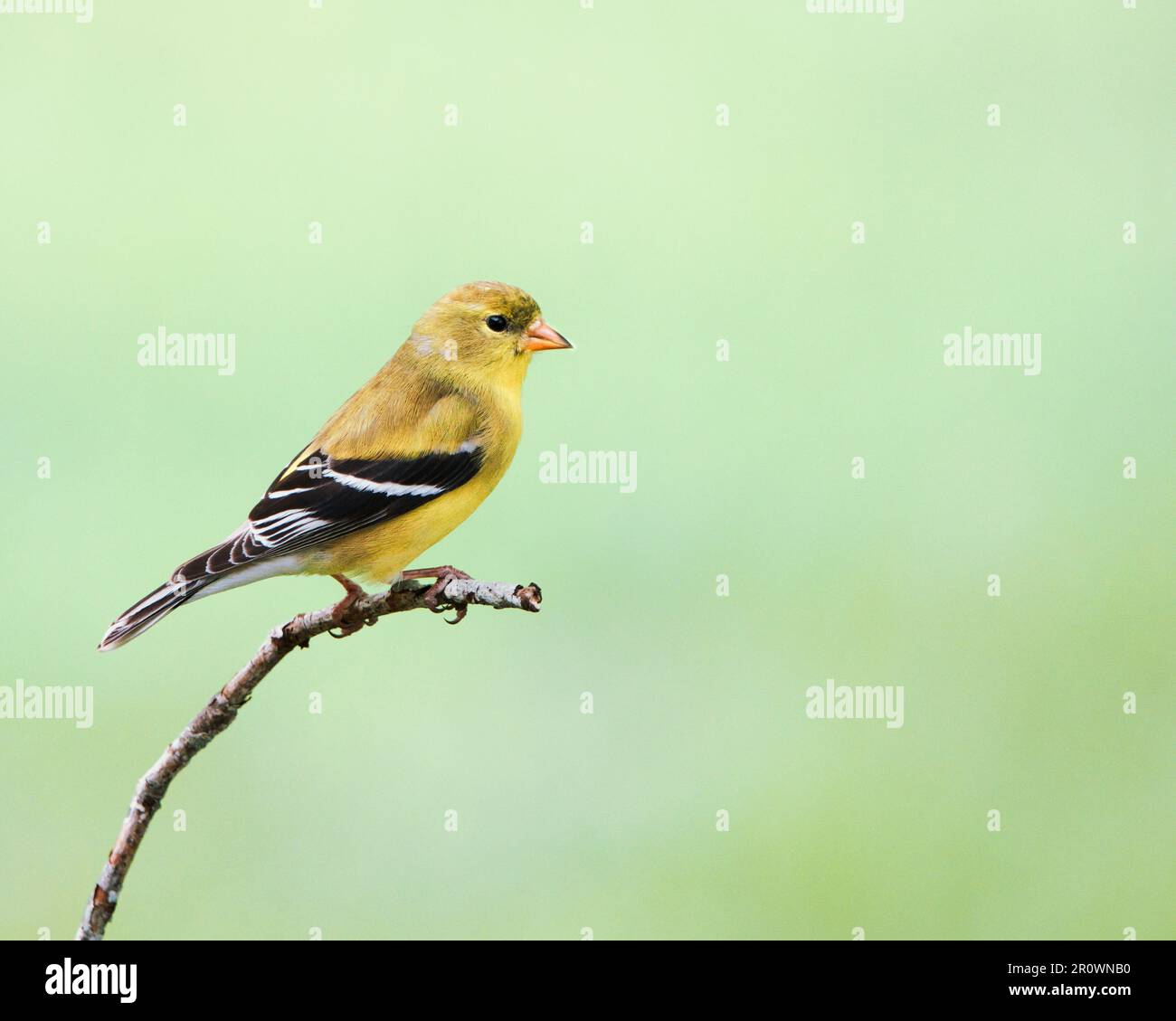 Gold finch flying hi-res stock photography and images - Alamy