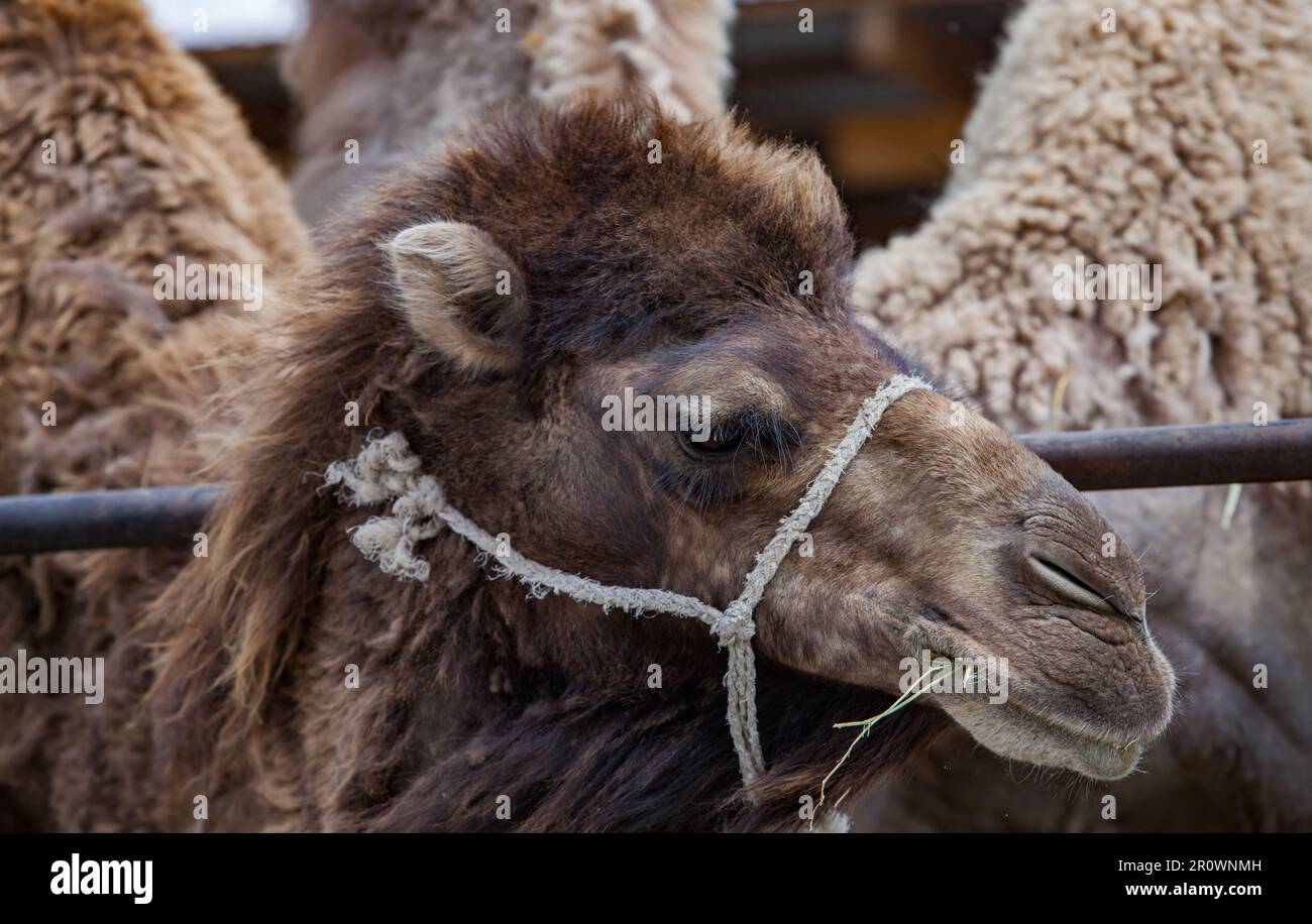 Cute young camel on farm Stock Photo - Alamy