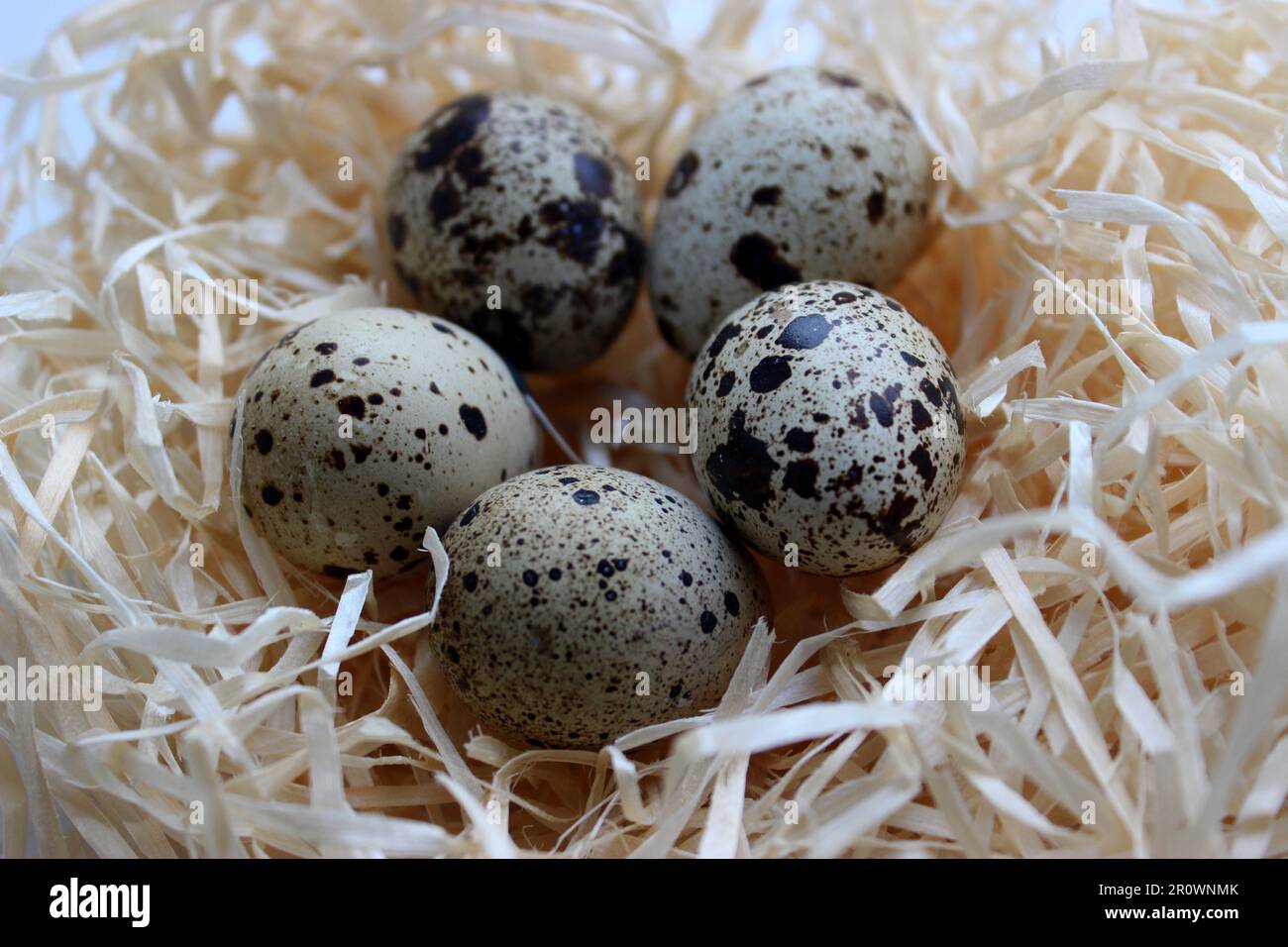 Closeup View Of Whole Quail Eggs In A Shavings Nest Stock Photo - Alamy