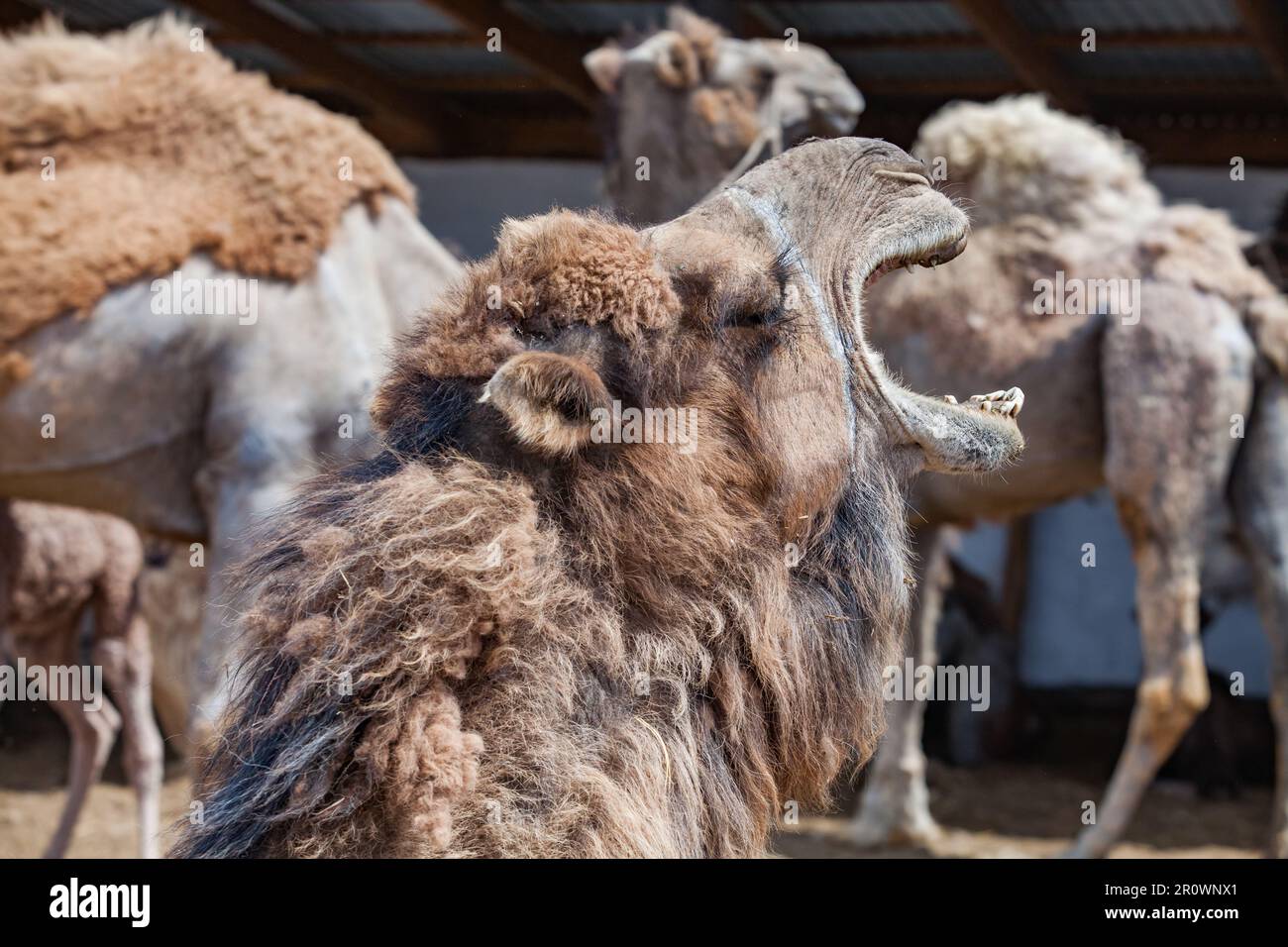 Camel milk production hi-res stock photography and images - Alamy