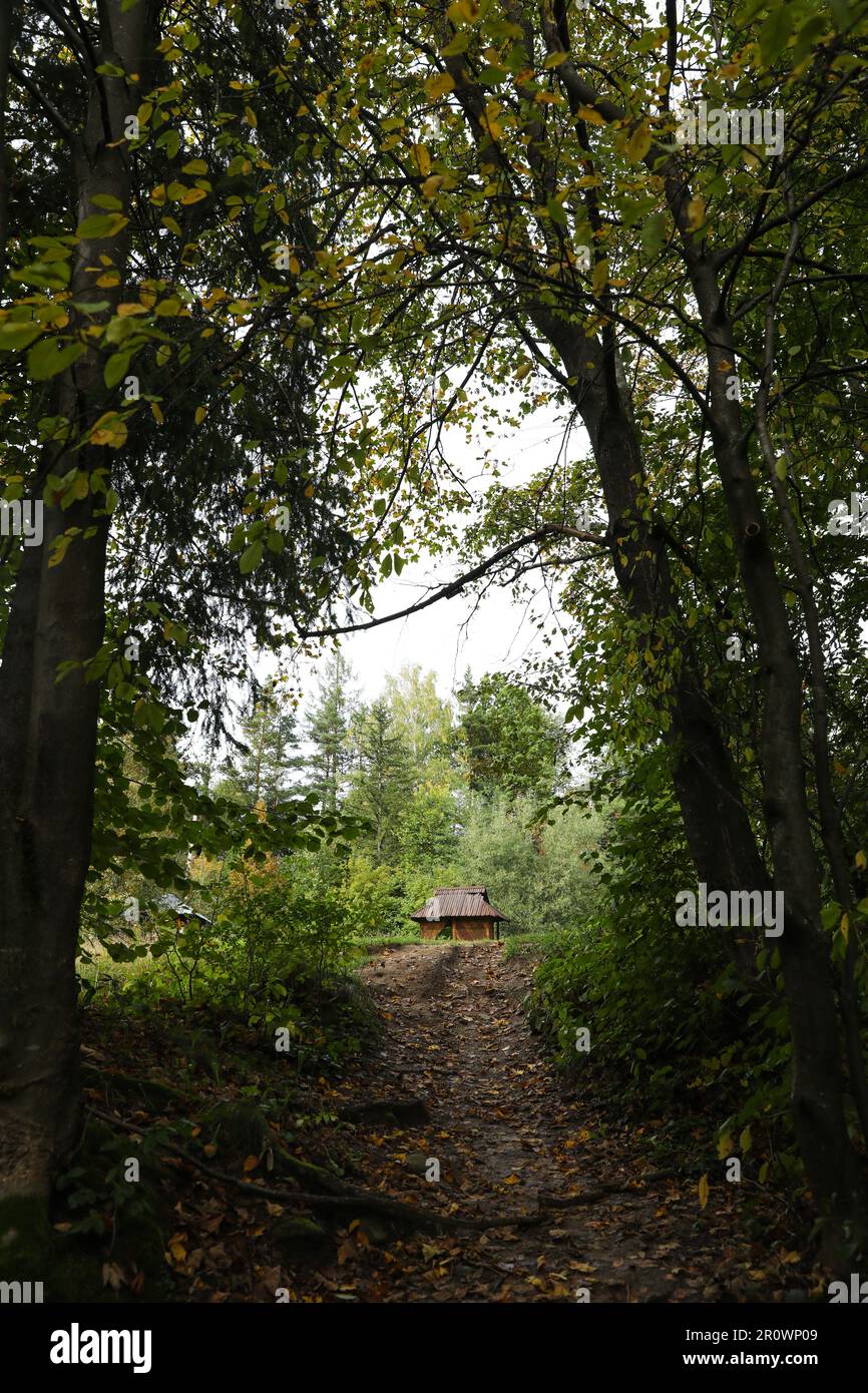 Beautiful landscape with pathway among tall trees in forest Stock Photo ...