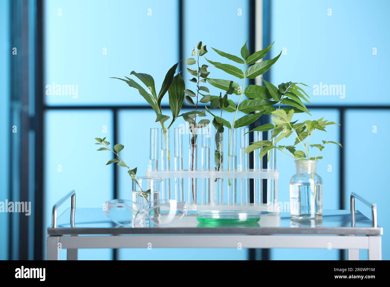 Test tubes with liquid and plants on metal table indoors, toned in blue ...
