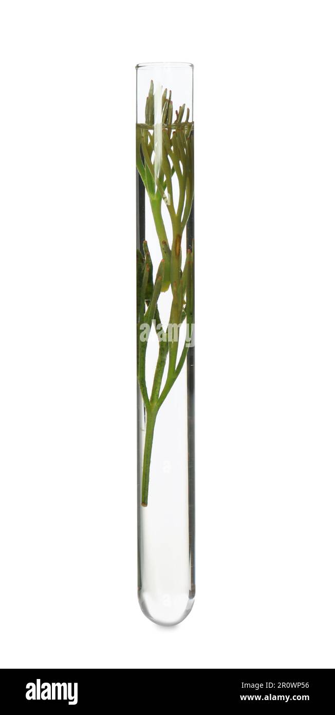 Green plant in test tube on white background Stock Photo - Alamy