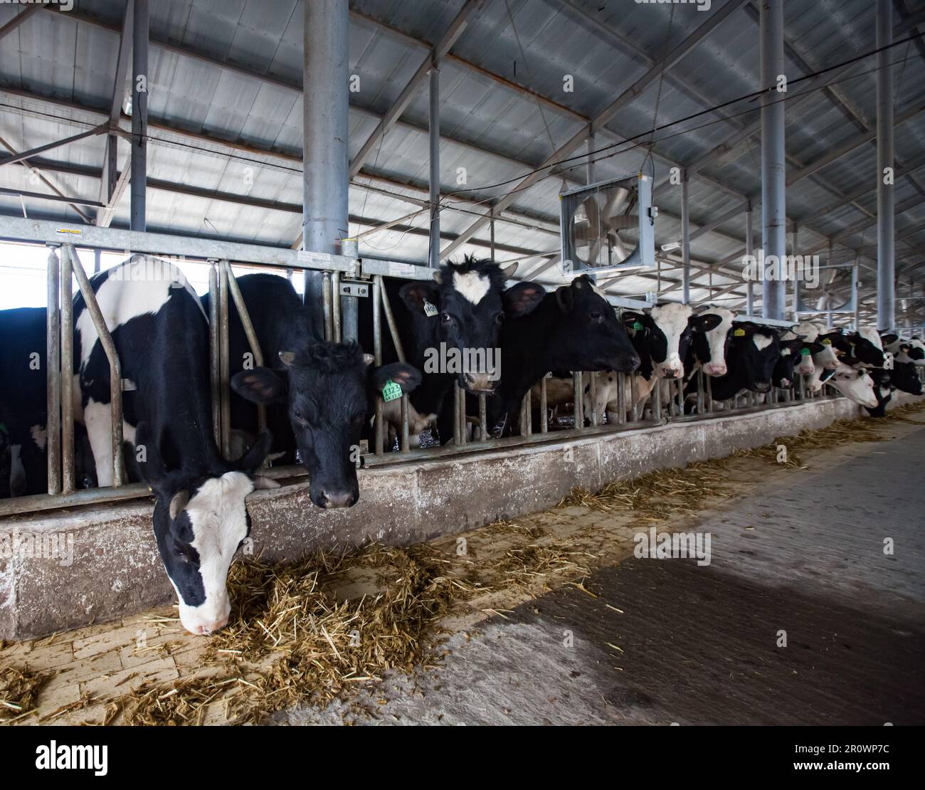 Feeding the cows on farm Stock Photo - Alamy