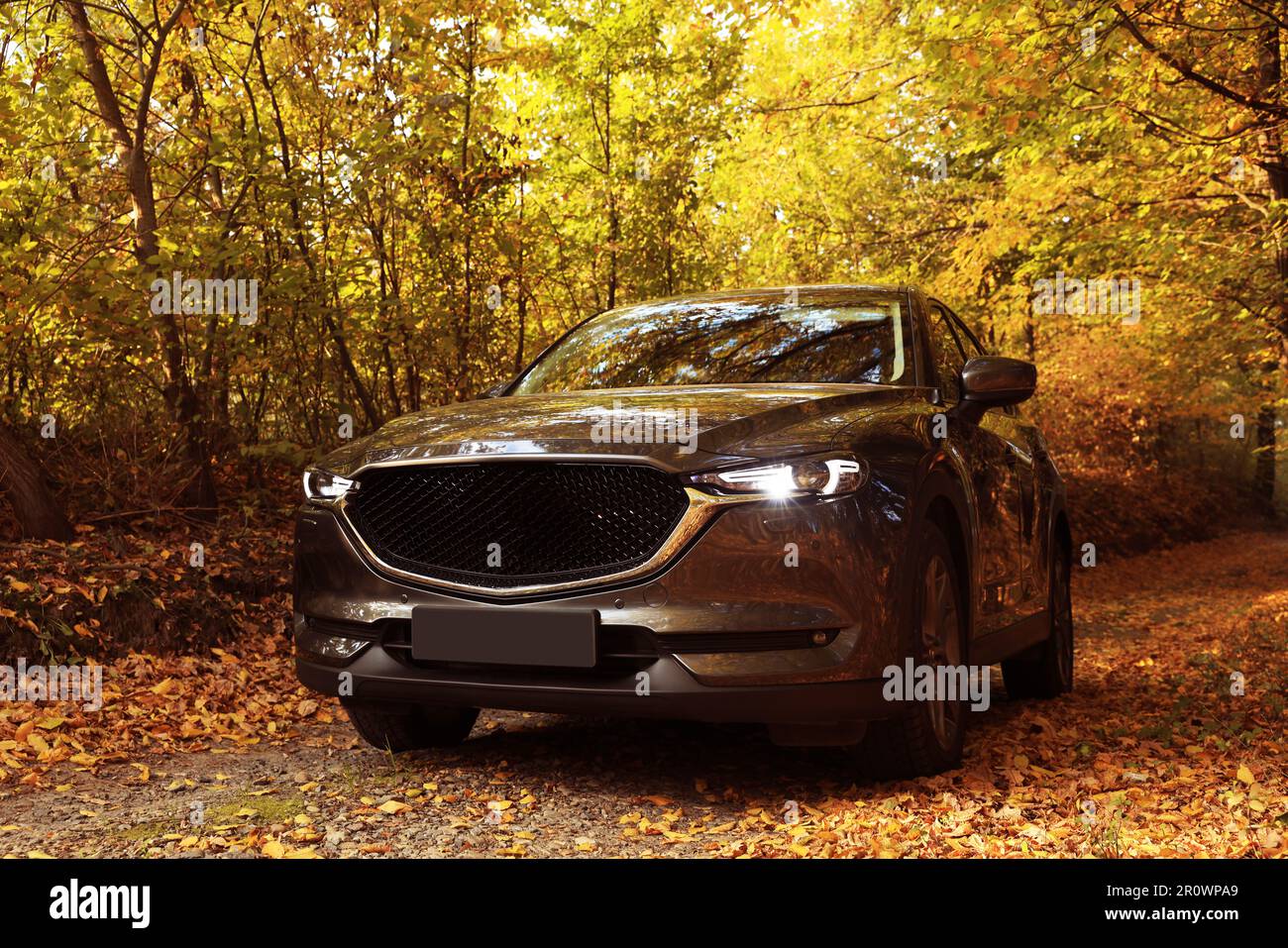 Black modern car parked in beautiful autumn forest Stock Photo - Alamy