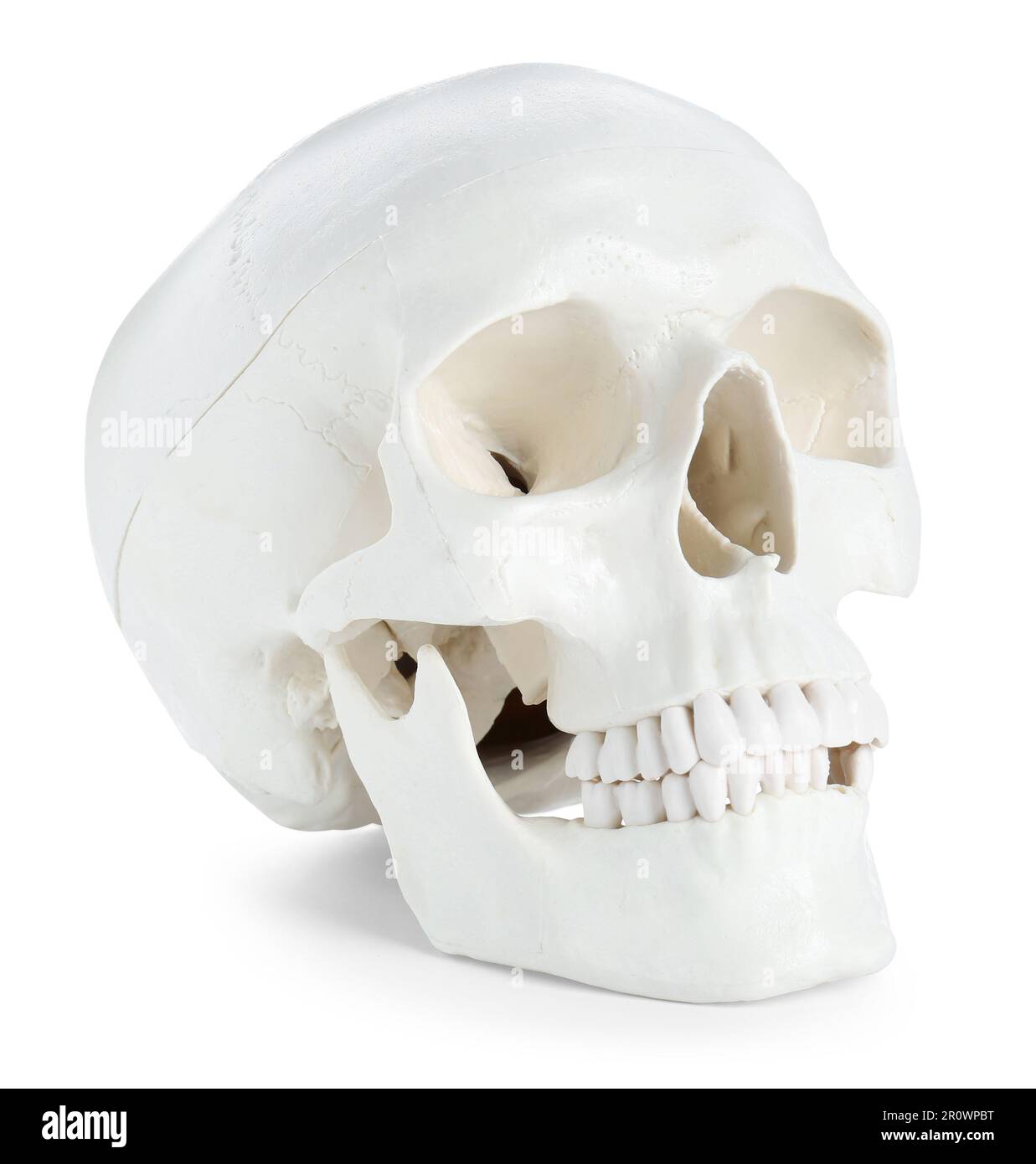 Human skull with teeth isolated on white Stock Photo - Alamy