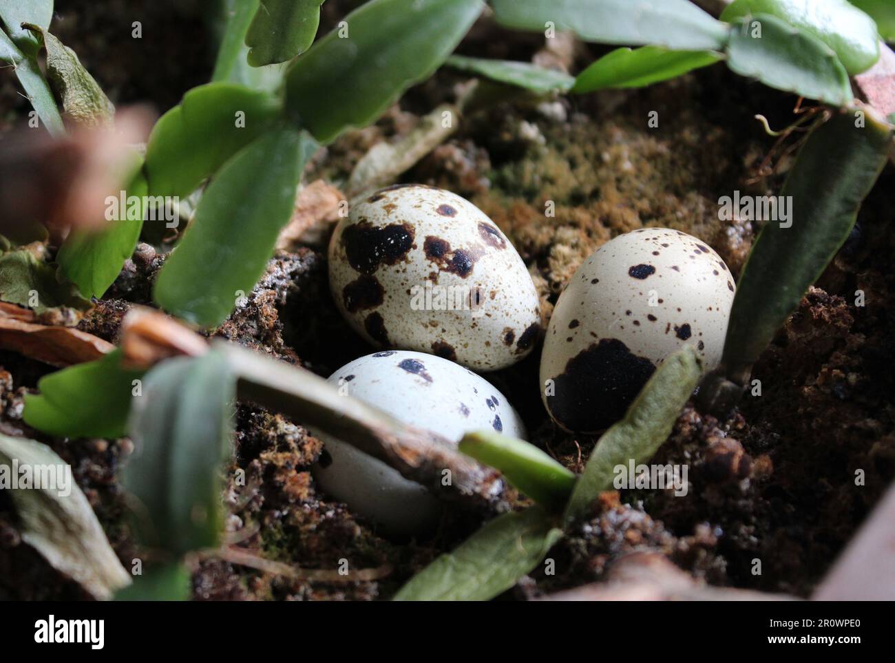 Transparent Snake Eggs