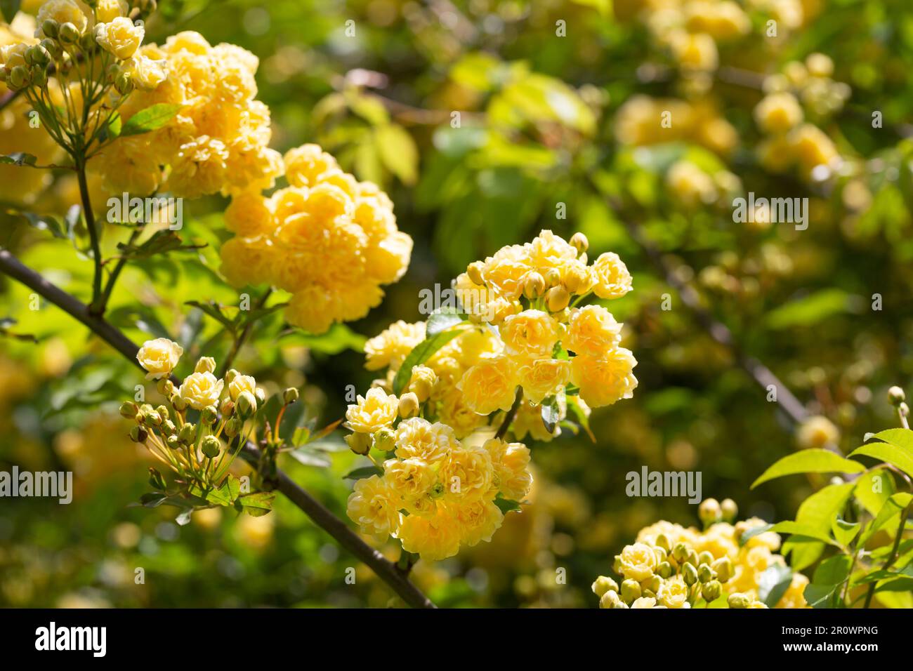 Small yellow roses Rosa banksiae illuminated by the sun in the garden ...