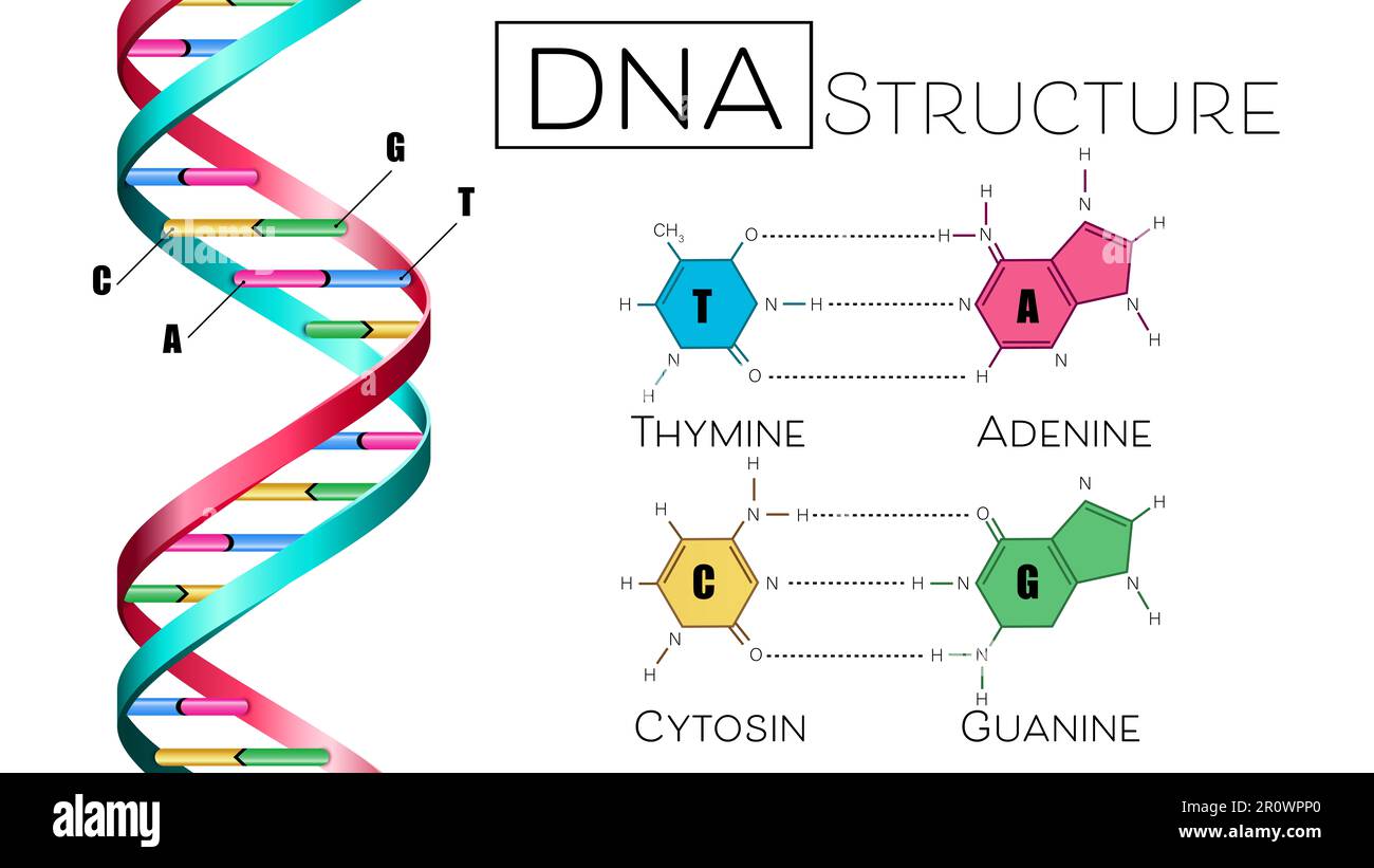 Poster showing DNA structure on white background. Illustration Stock ...
