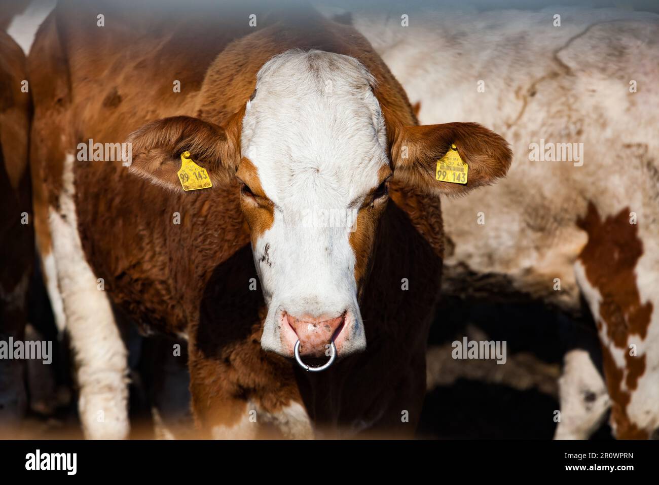 Closeup photo of bull head with ear tags and nose ring Stock Photo - Alamy