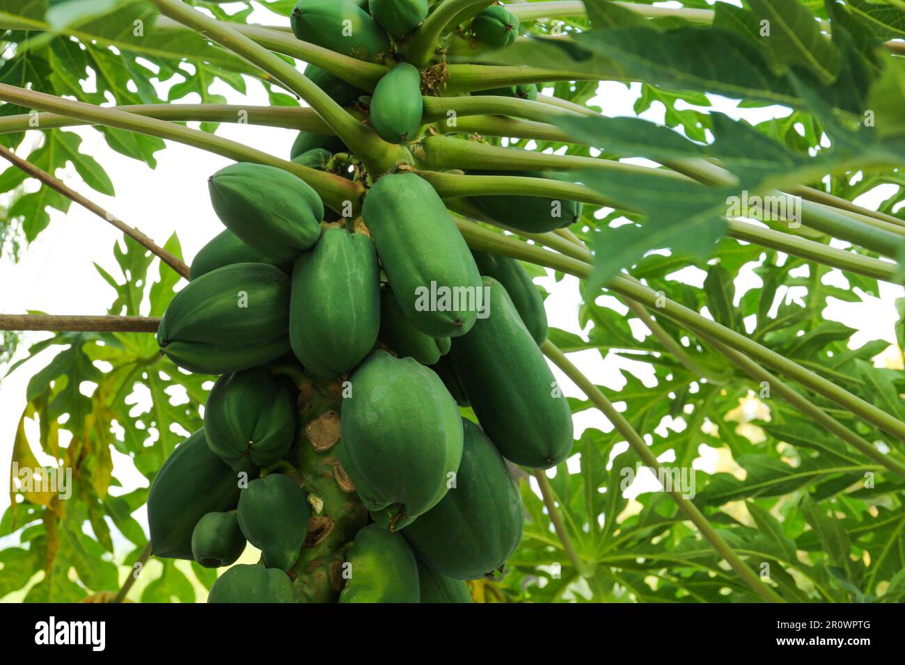 Papaya tree with ripening fruit hi-res stock photography and images - Alamy