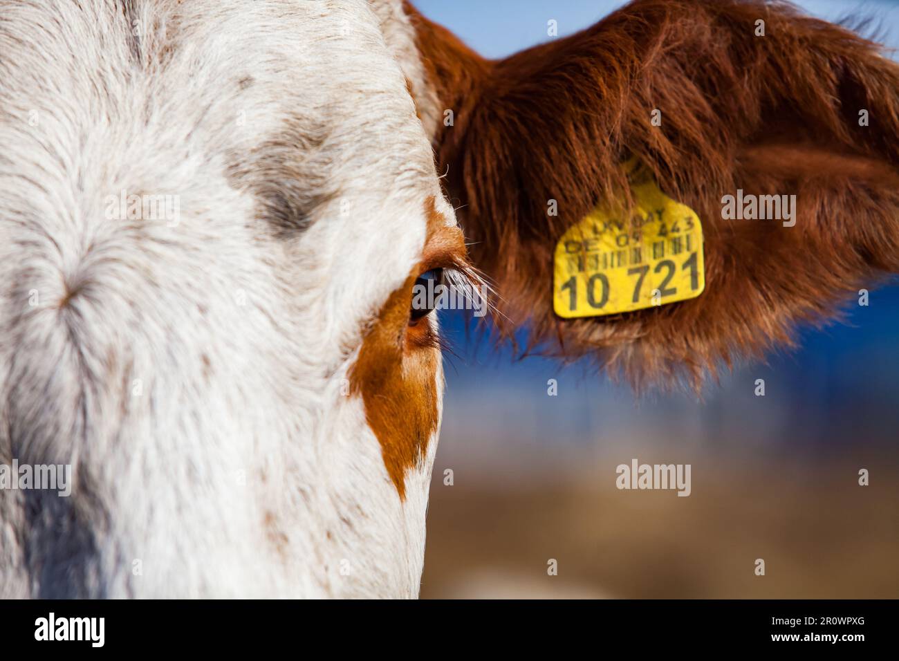 Closeup photo of cow's head, tagged ear and eye. Looks in camera ...