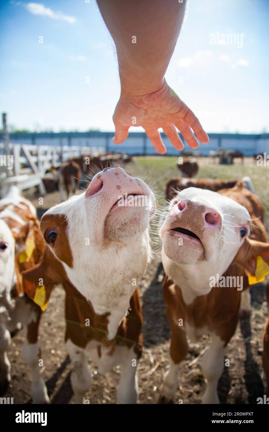 Baby cow teeth hi-res stock photography and images - Alamy