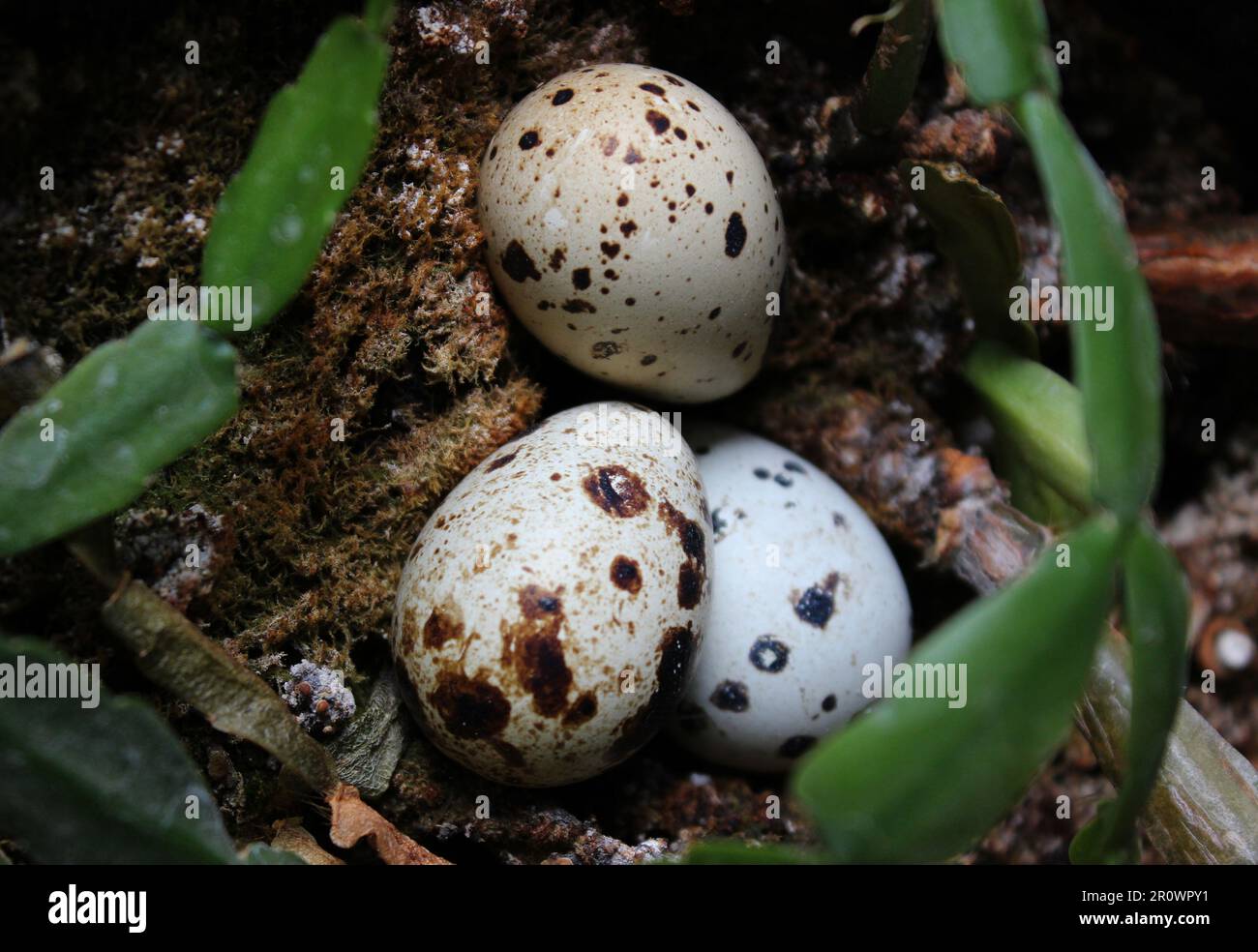 Transparent Snake Eggs