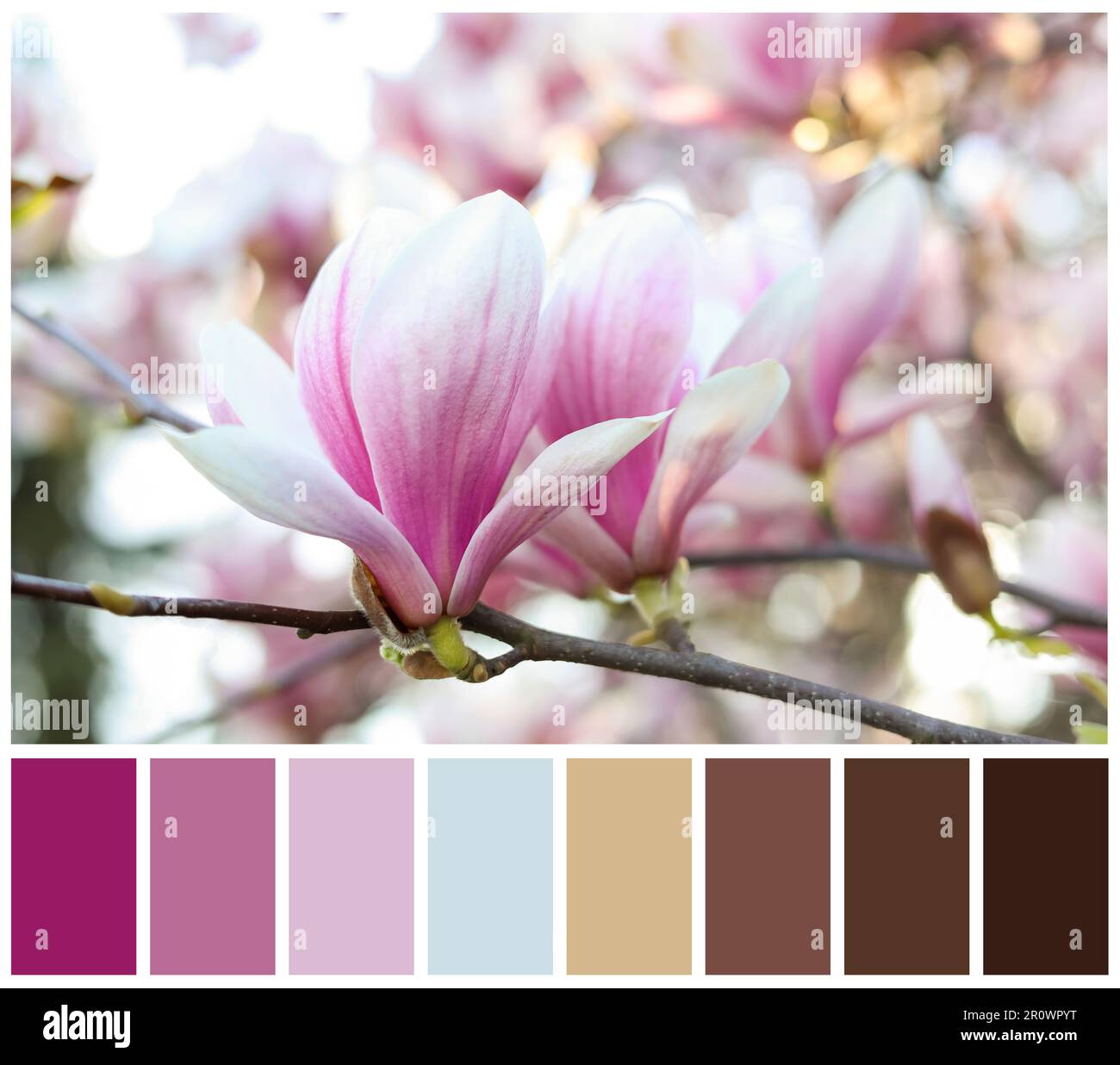 Magnolia tree with beautiful flowers and color palette. Collage Stock ...