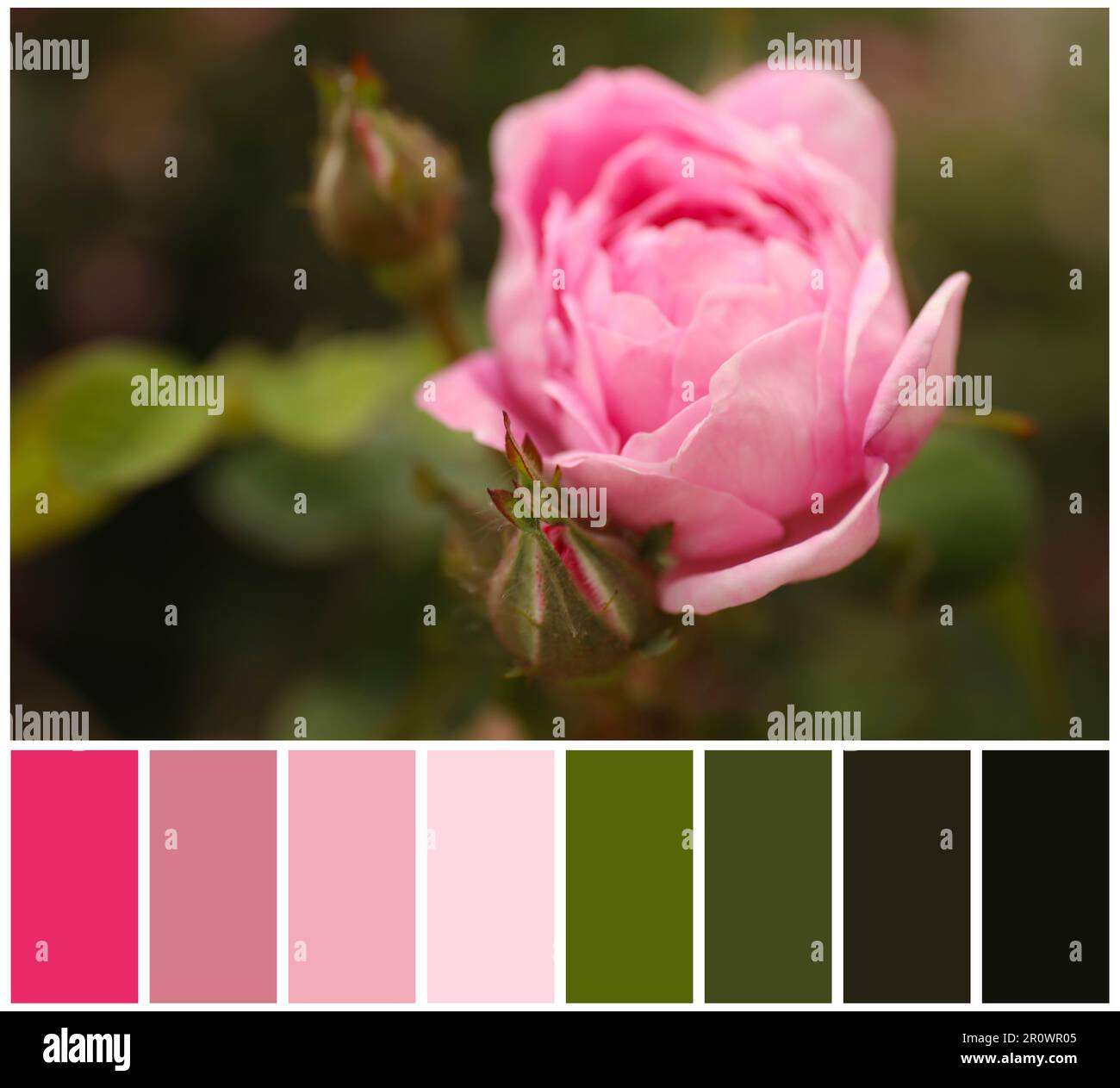 Beautiful blooming pink rose and color palette. Collage Stock Photo - Alamy